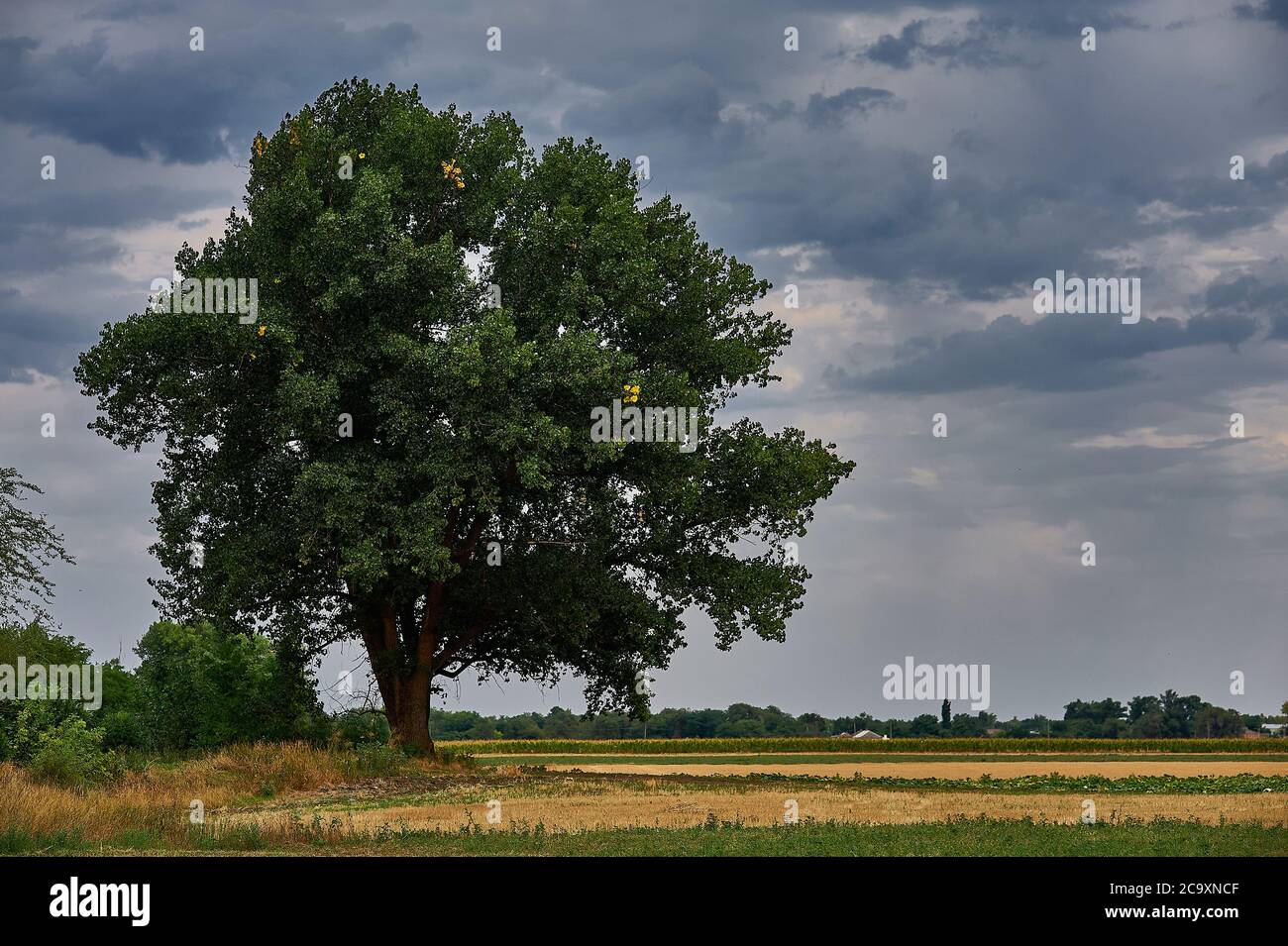 A large tree in a field Stock Photo - Alamy