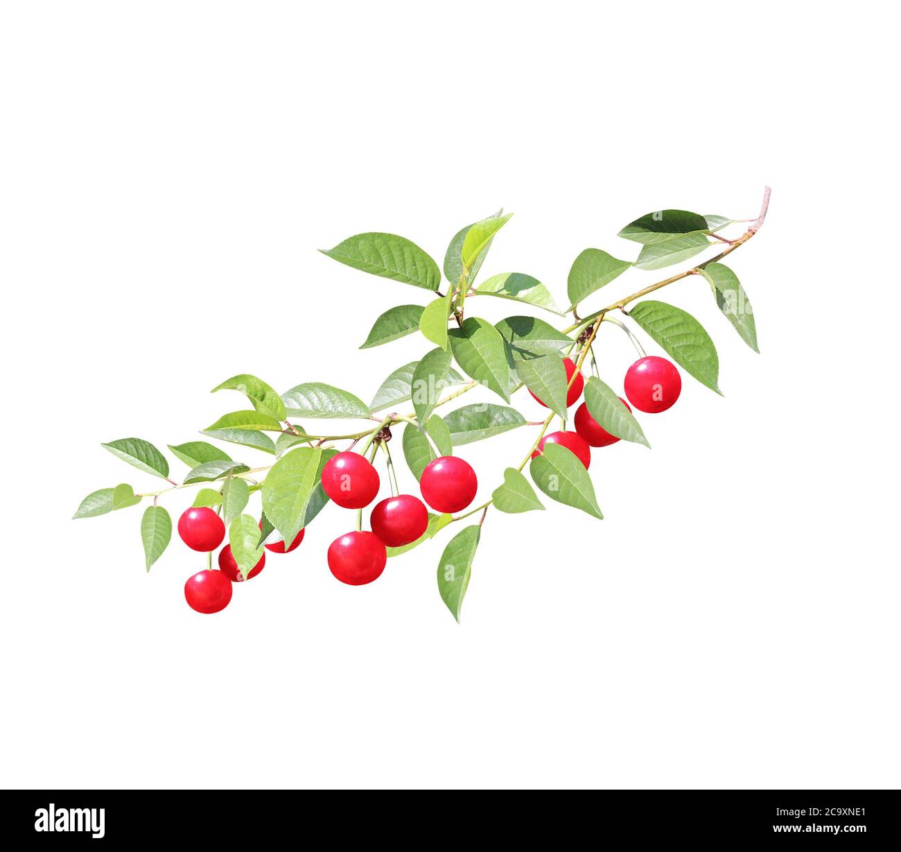 Cherry tree branch with red berries and leaves. Isolated on white ...