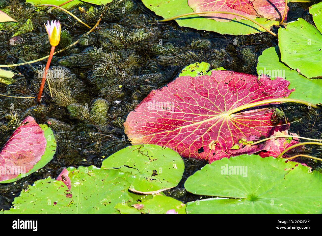 Lotus plantation on Inle Lake in Myanmar, former Burma in Asia Stock ...