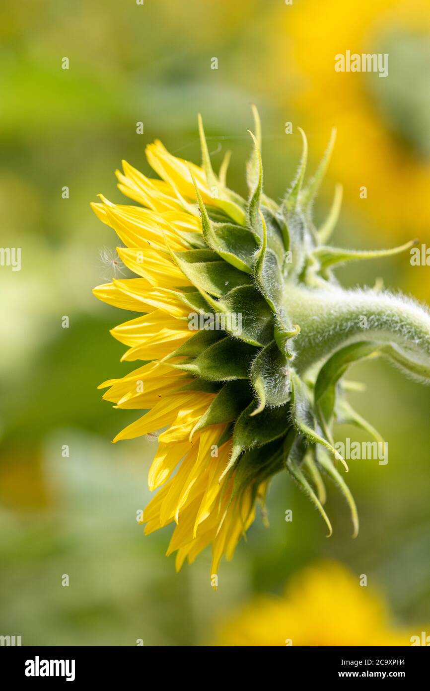 Single sunflower head in side profile against a field sunflowers in a ...