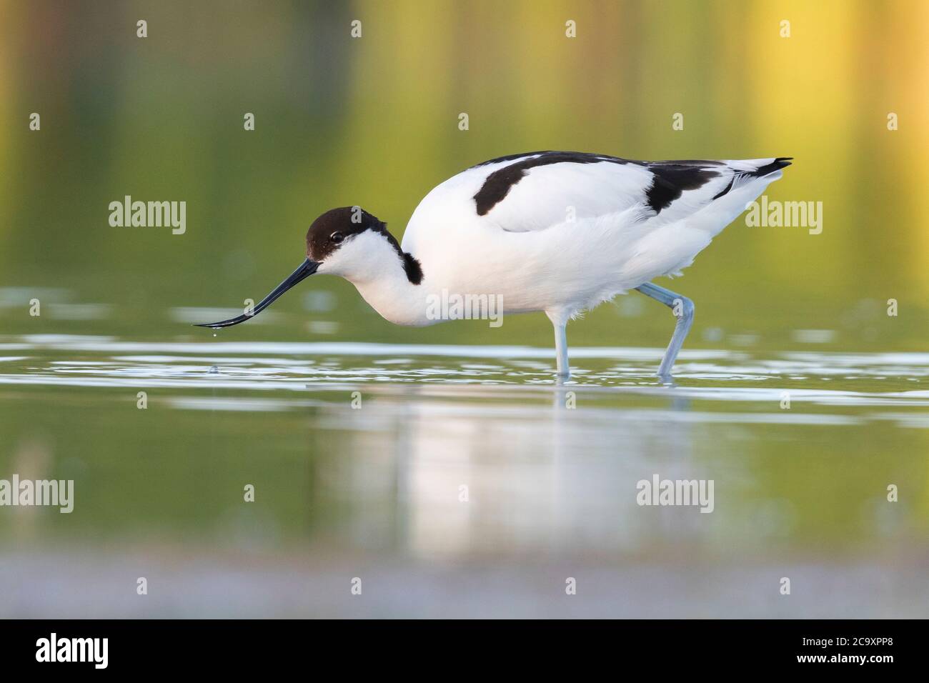Pied Avocet (Recurvirostra avosetta), side view of an adult feeding in ...