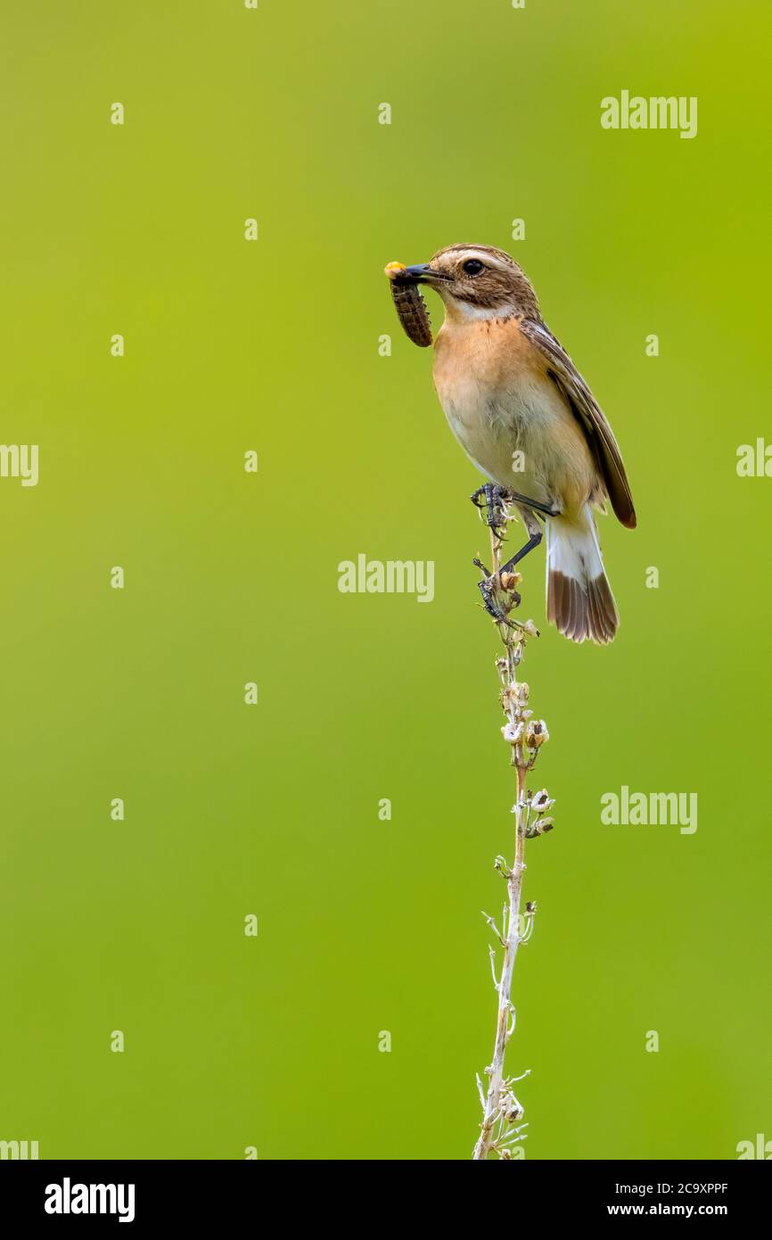 Whinchat hi-res stock photography and images - Alamy