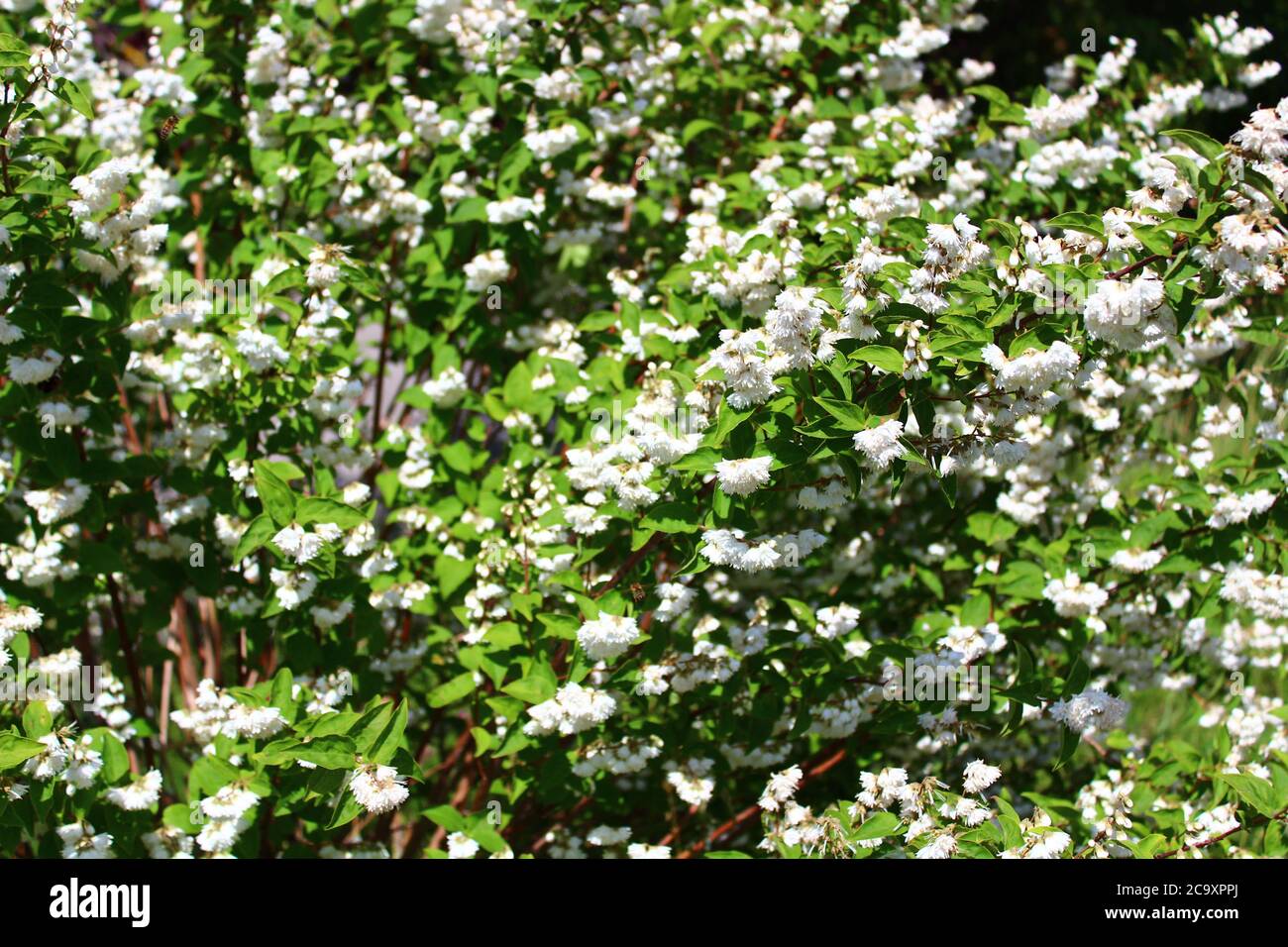 The picture shows beautiful jasmine in the garden Stock Photo - Alamy