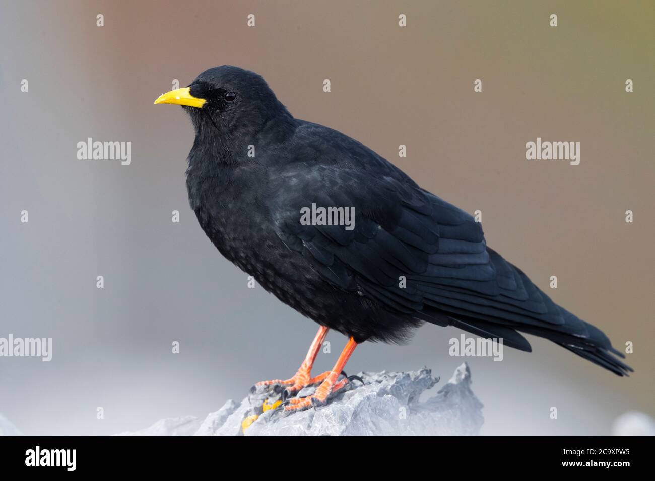 Alpine Chough (Pyrrhocorax graculus), side view of an adult standing on ...