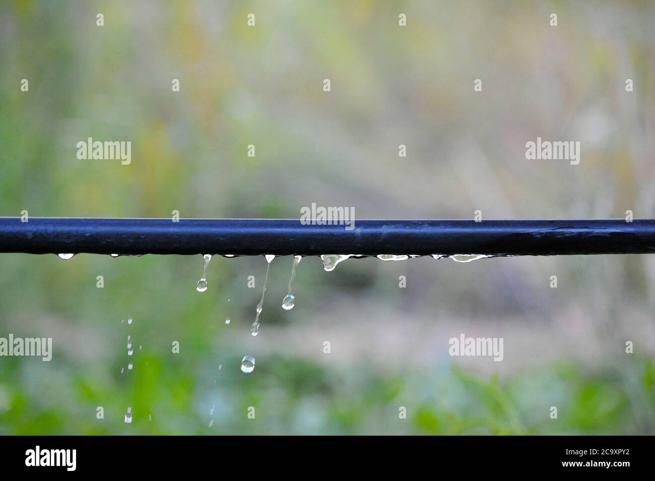 waterdrops on a black pvc watering pipe Stock Photo - Alamy