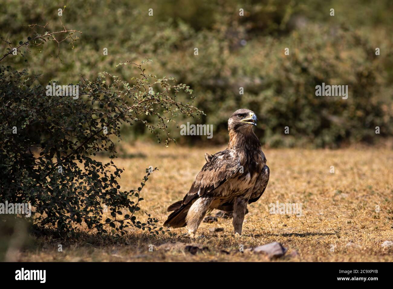 Tawny eagle or Aquila rapax on ground in natural green background at ...