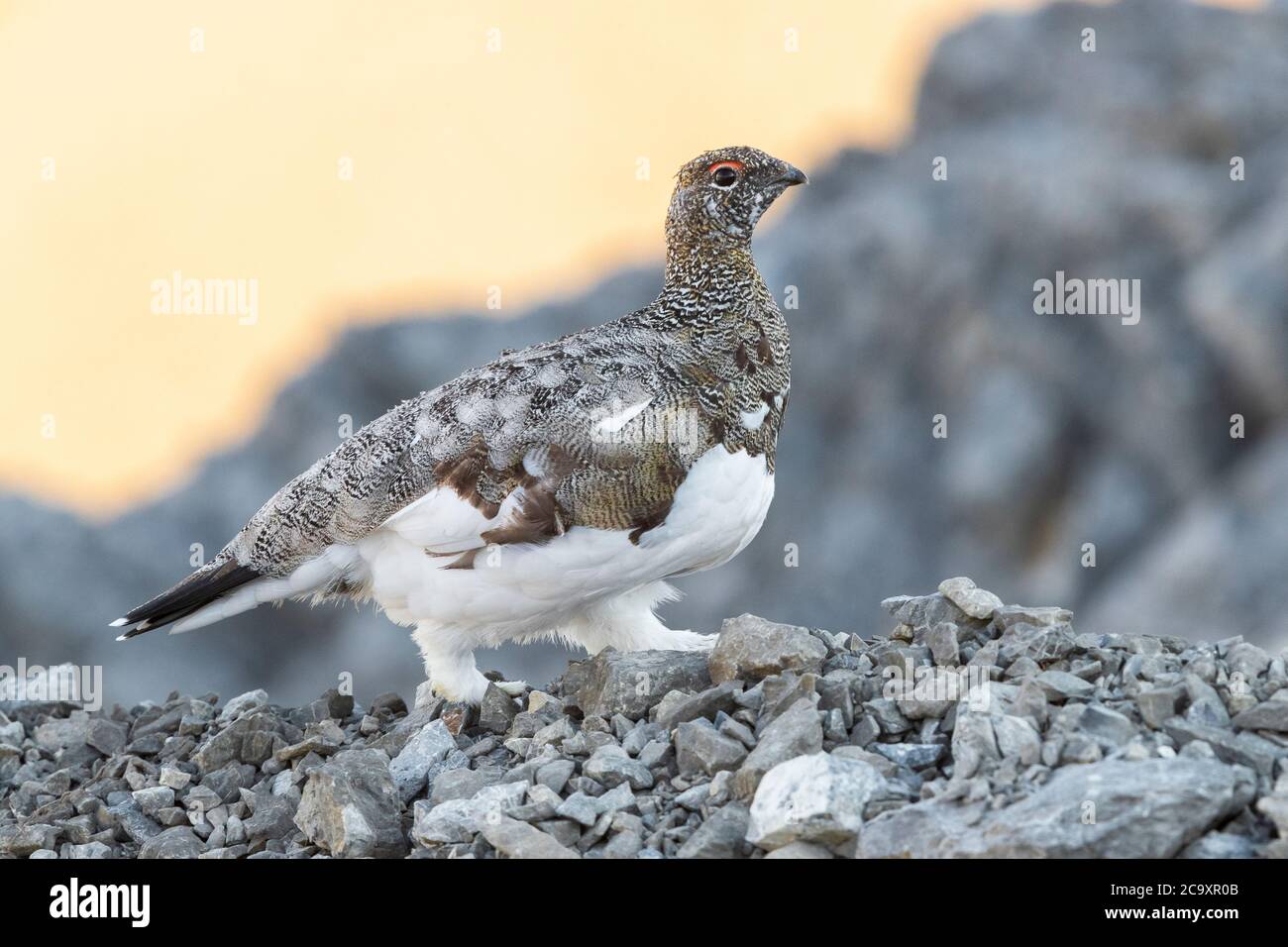 Galliformes hi-res stock photography and images - Alamy