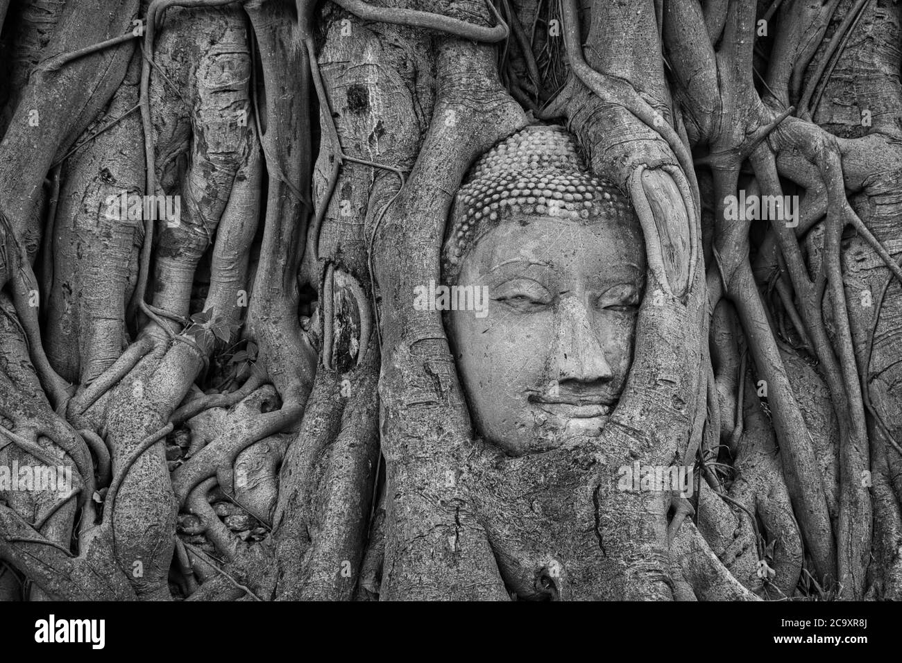 Buddhas head in banyan tree Black and White Stock Photos & Images - Alamy