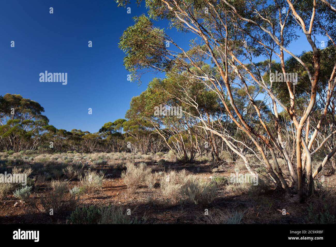 Mallee Trees High Resolution Stock Photography and Images - Alamy