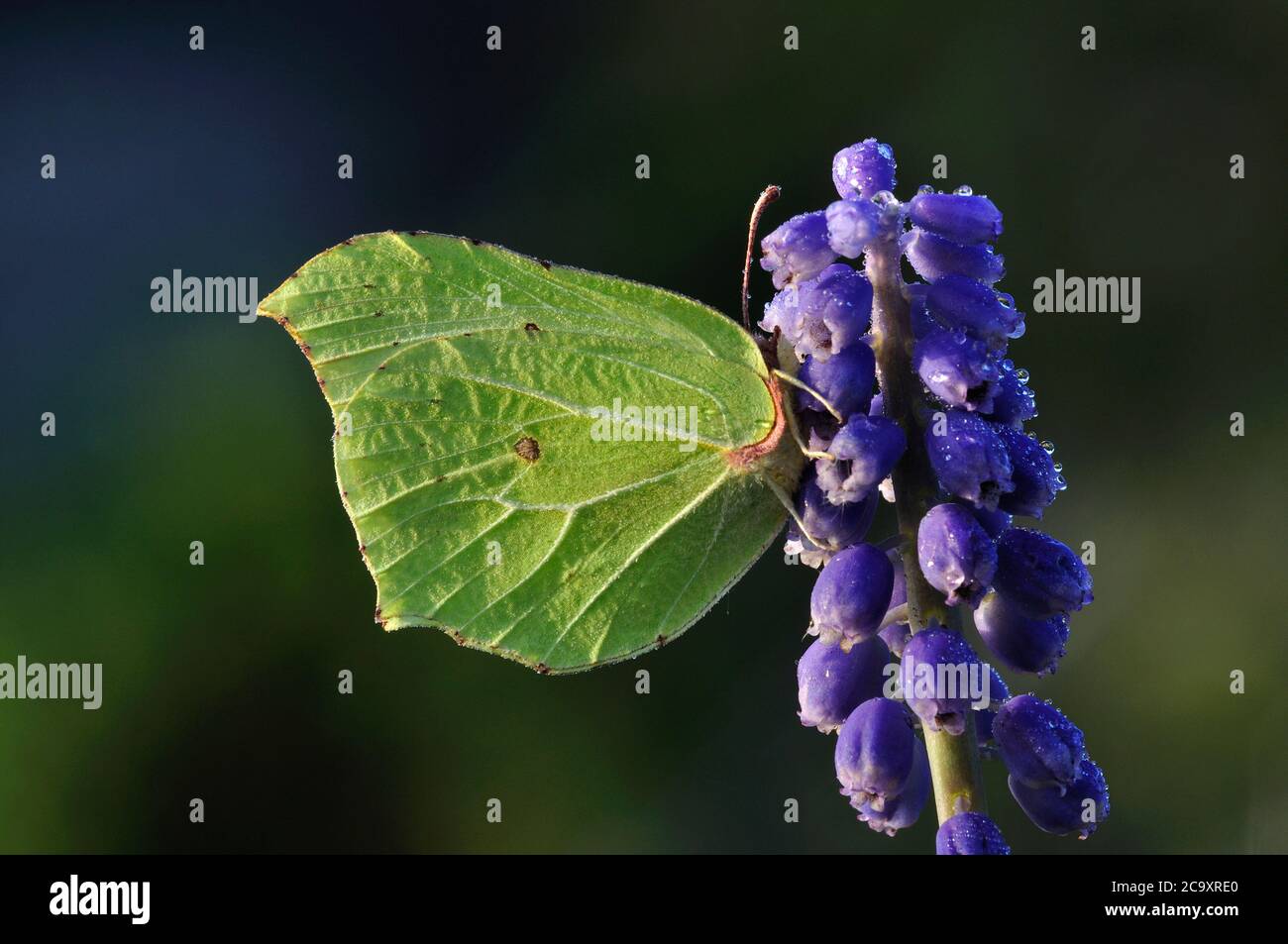 Yellow butterfly brimstone sulphur hi-res stock photography and images ...