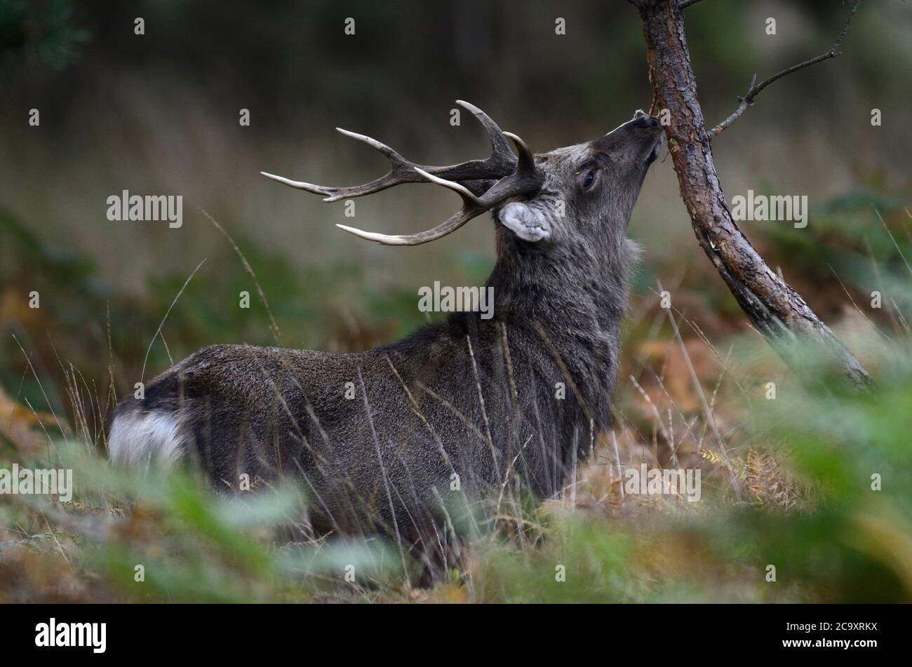sika stag in autumn Stock Photo - Alamy
