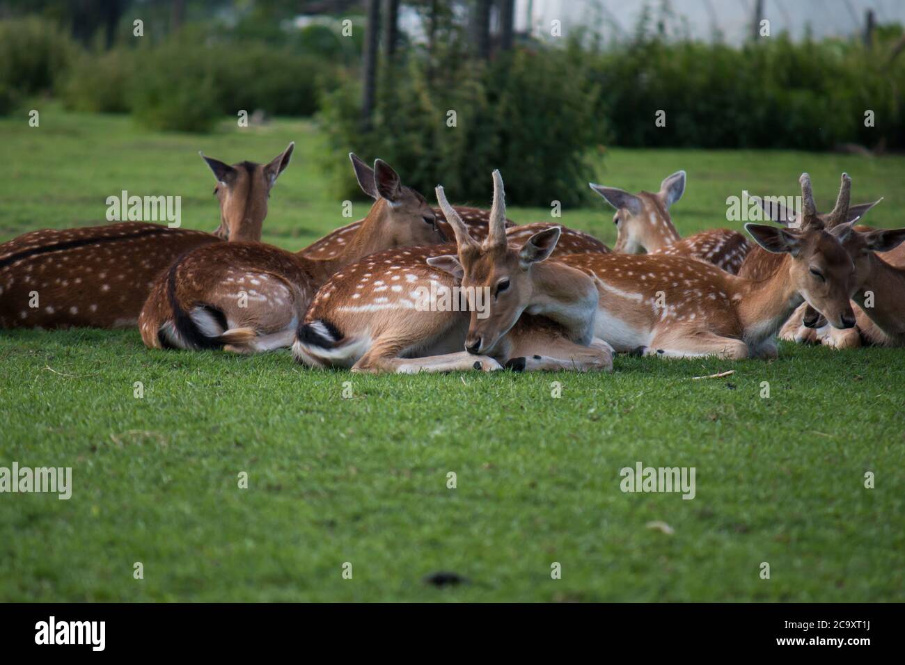 Fallow deer (Dama dama) buck grooming in the shade on a warm summer day ...