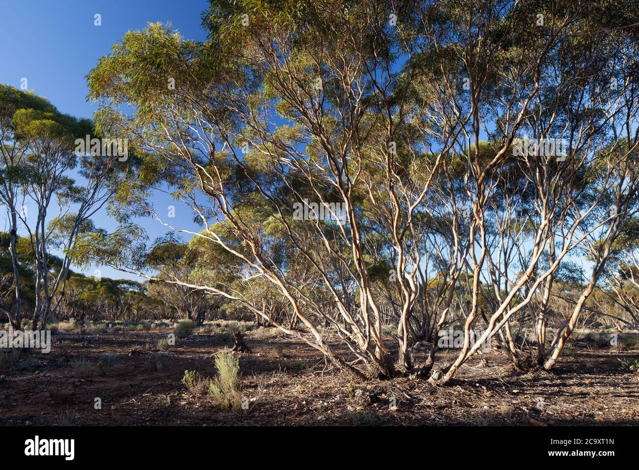 Mallee Trees (Eucalyptus sp.). April 2012. Entwood Sanctuary. Sandleton ...