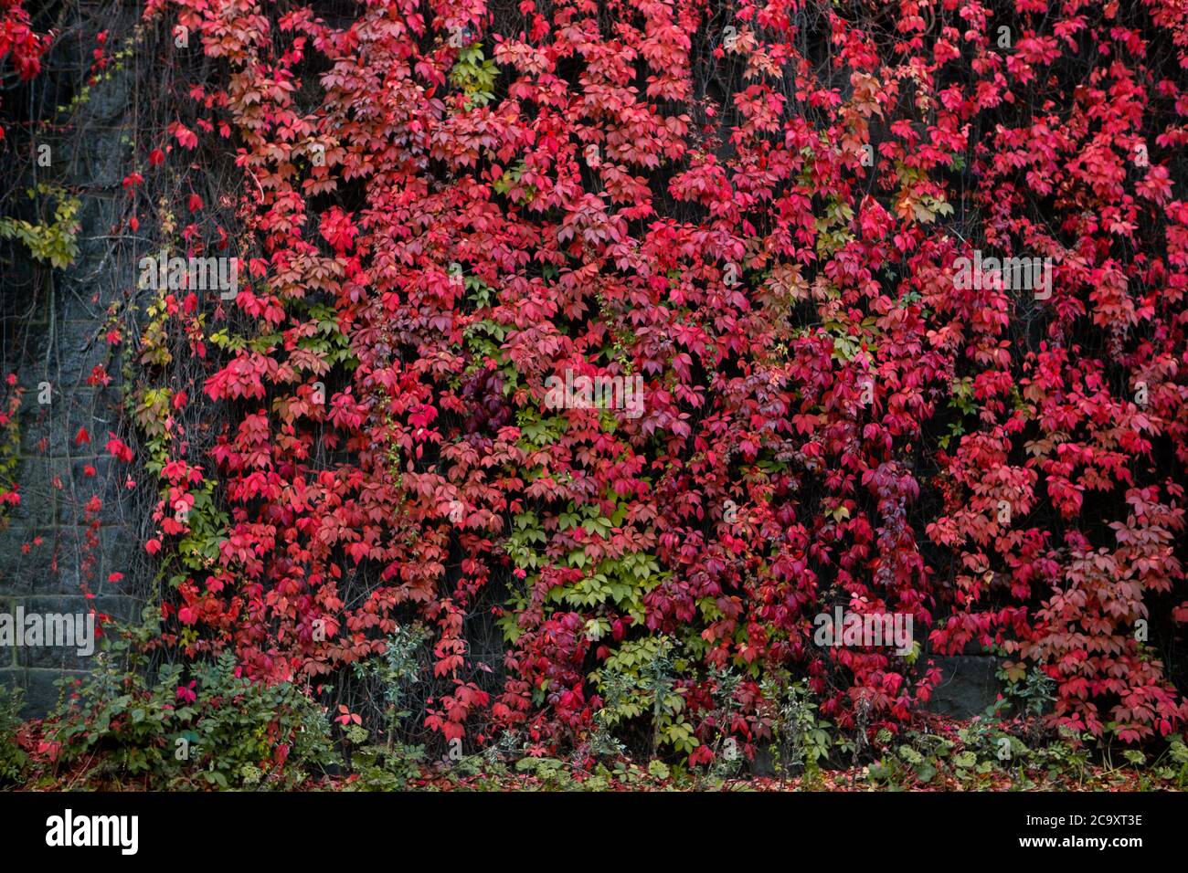 Wall of the house is covered with ivy. Autumn city Stock Photo - Alamy