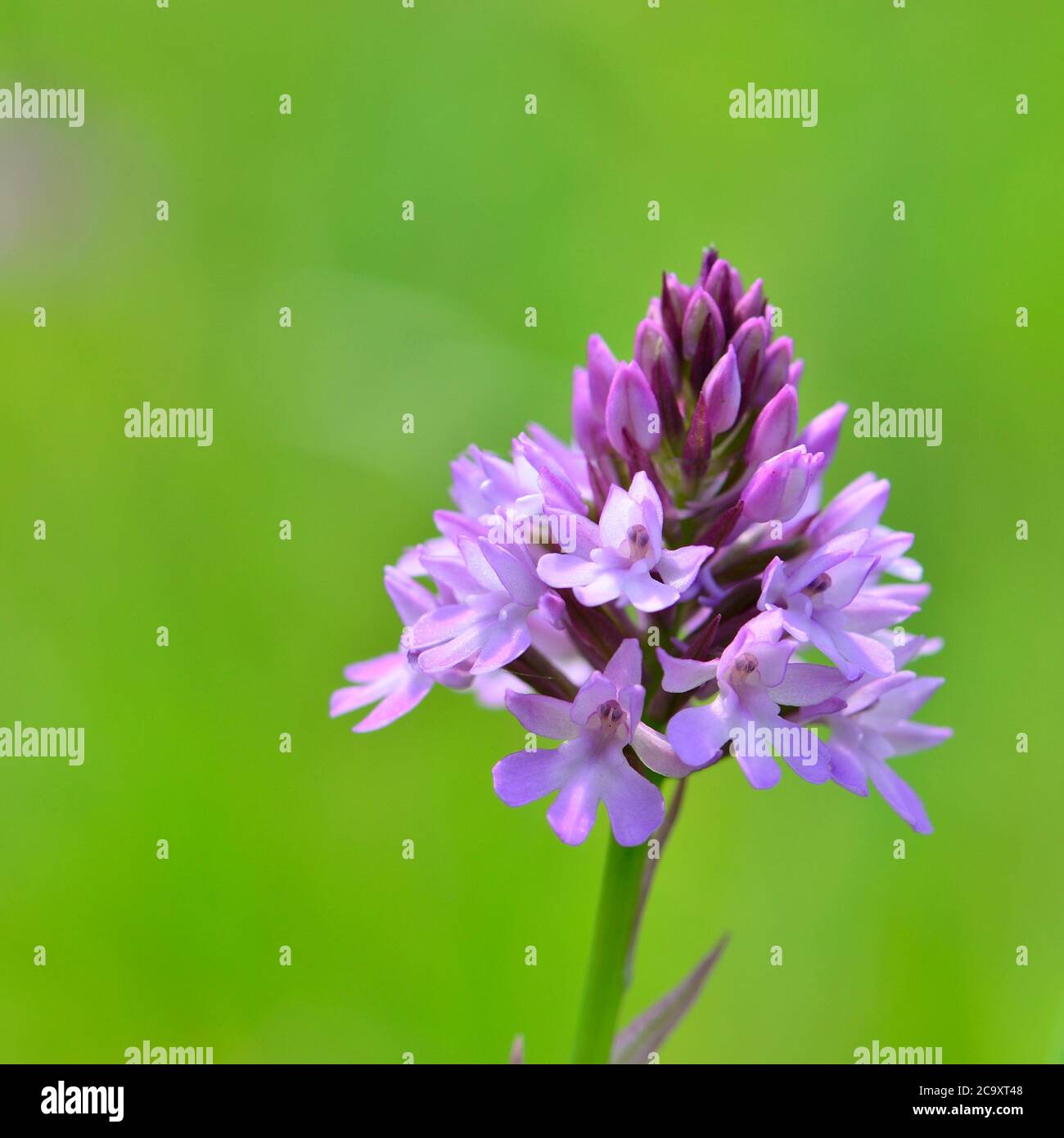 Pyramid or Pyramidal Orchid (Anacamptis pyramidalis) growing in a field ...