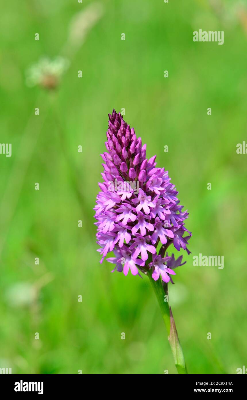Pyramid or Pyramidal Orchid (Anacamptis pyramidalis) growing in a field ...