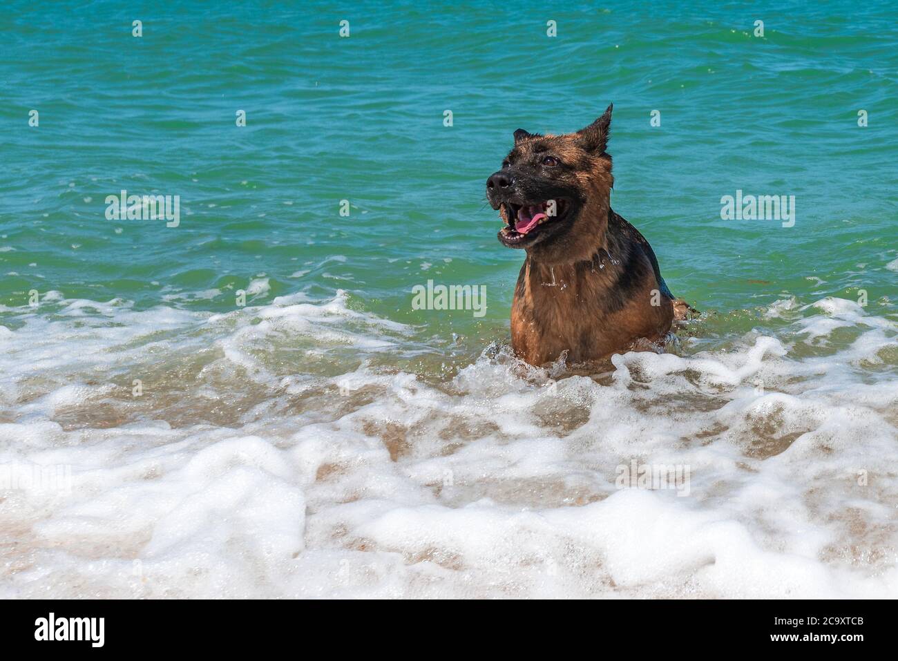 Sheepdog In Water High Resolution Stock Photography and Images - Alamy