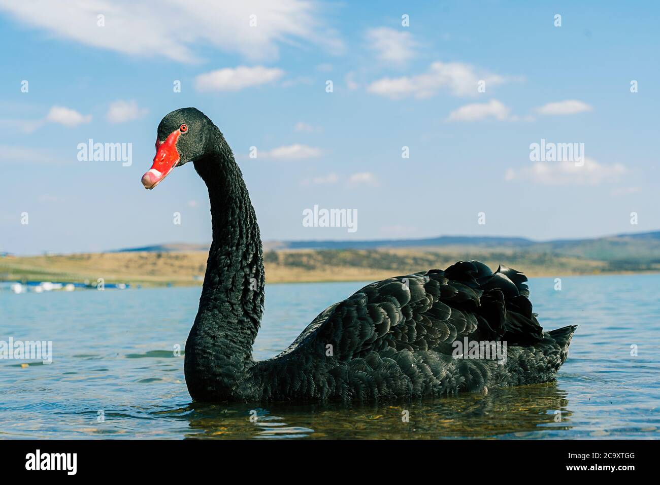 A black swan is sleeping in a dutch lake Stock Photo - Alamy