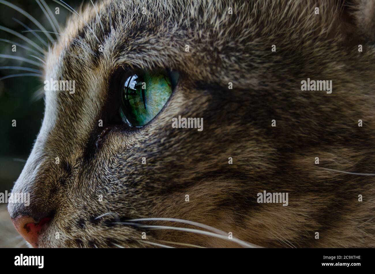 Cat face close hi-res stock photography and images - Alamy