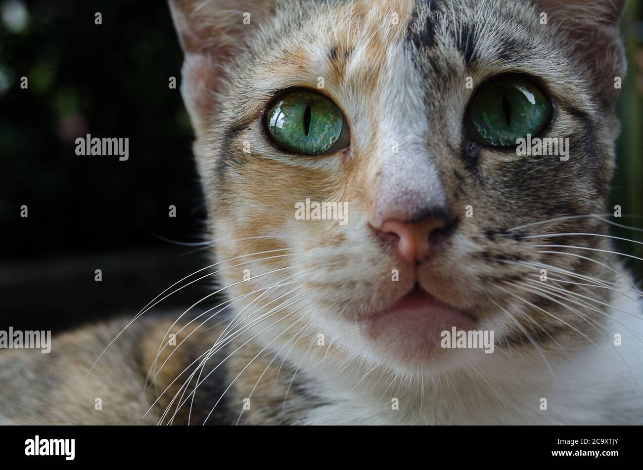Ordinary cat hi-res stock photography and images - Alamy