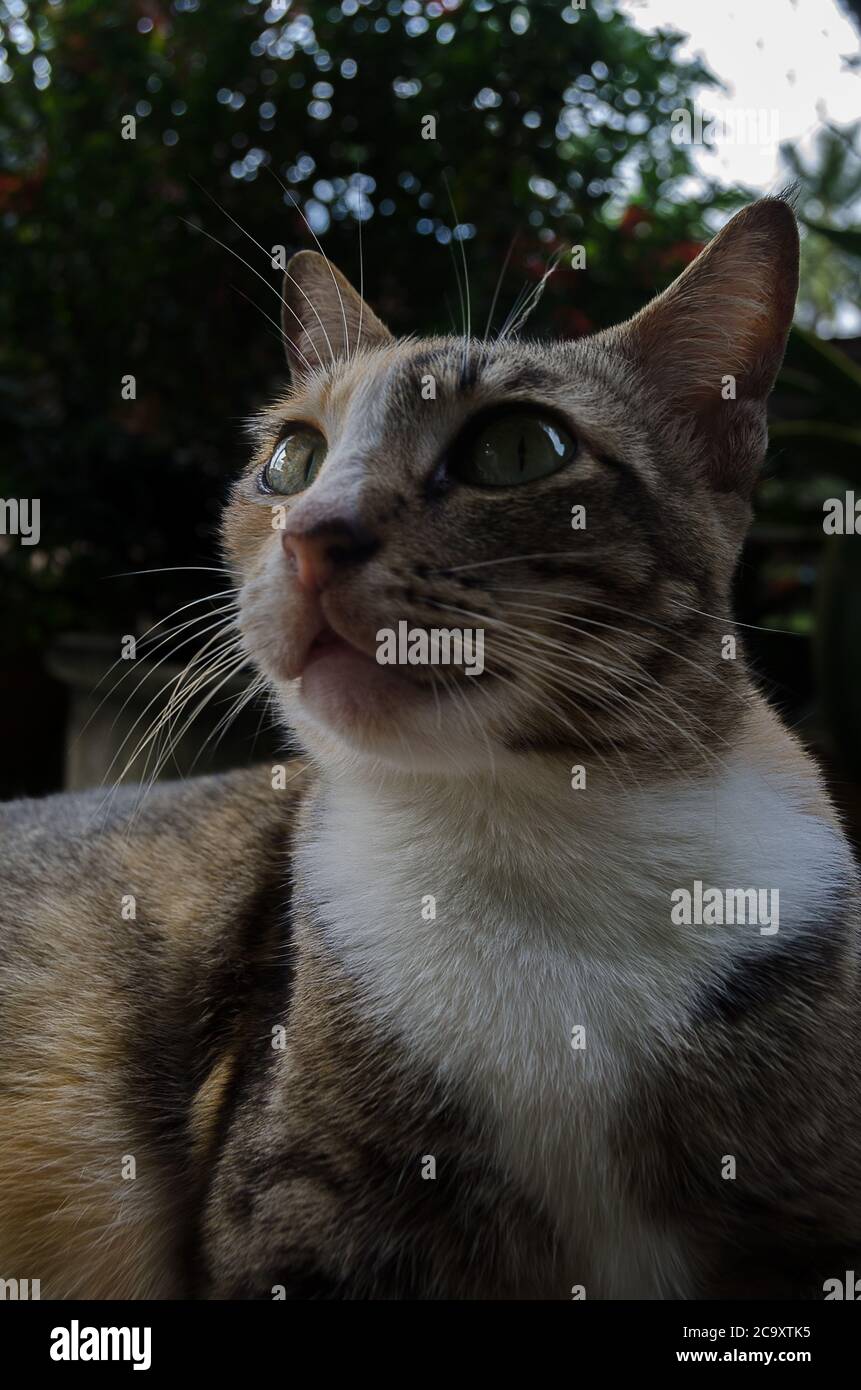 Ordinary cat hi-res stock photography and images - Alamy