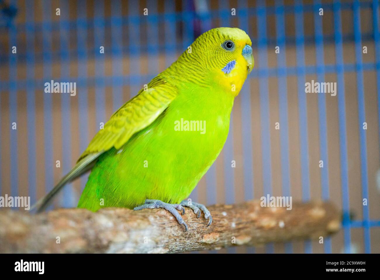 Cute domestic pet bird, parrot close-up Stock Photo - Alamy