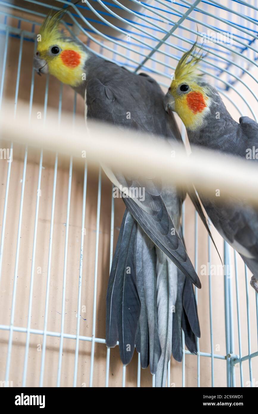 Cockatiels hi-res stock photography and images - Alamy