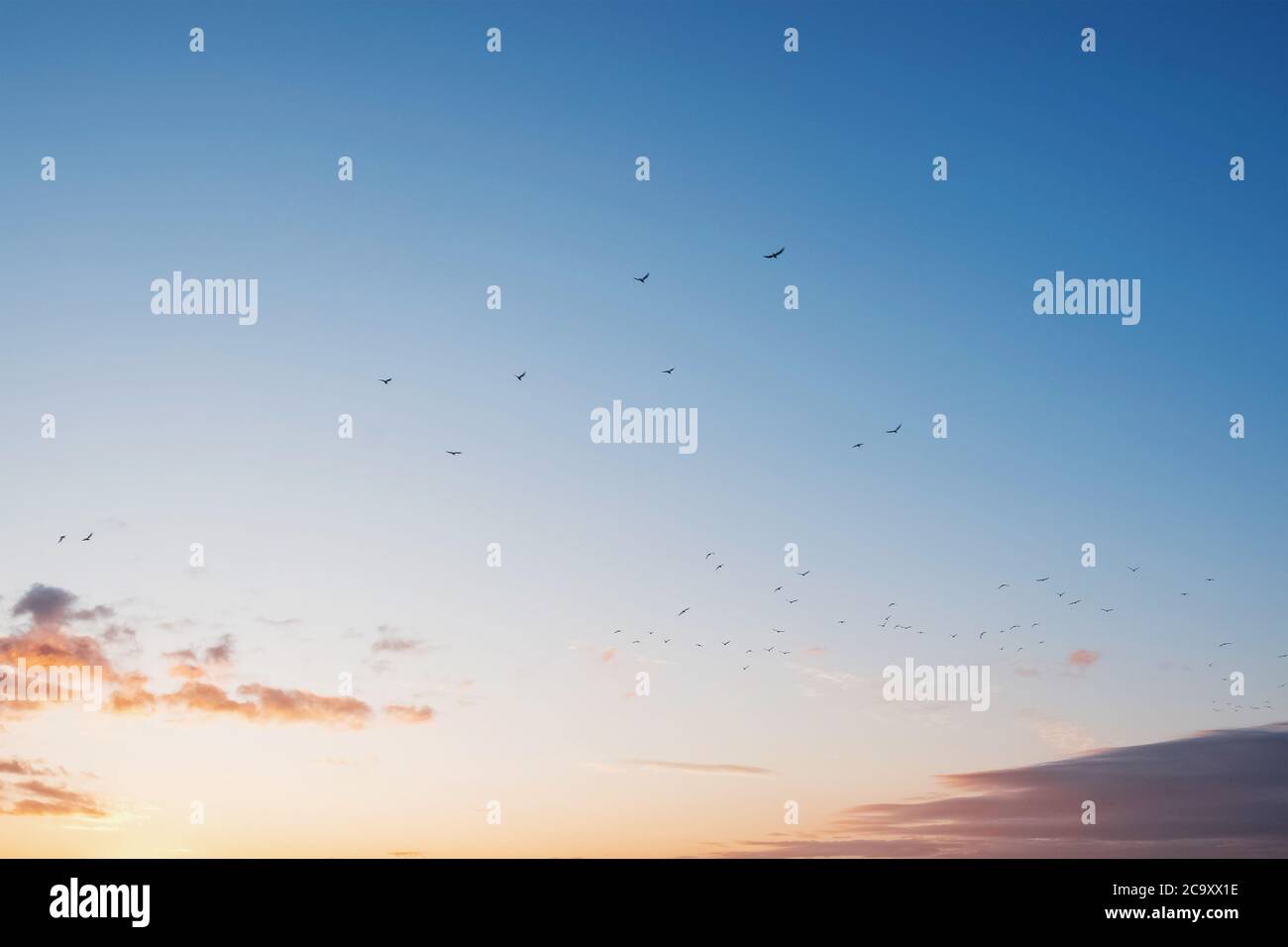 Sunrise birds flying hi-res stock photography and images - Alamy