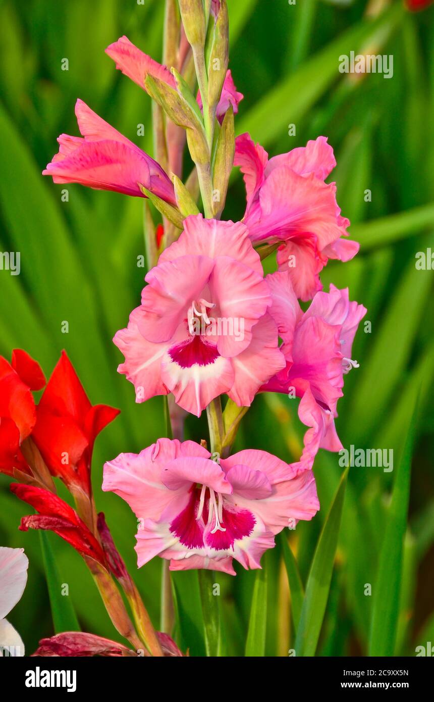 A single, vibrant pink gladiola, closeup in a field, like a garland at ...