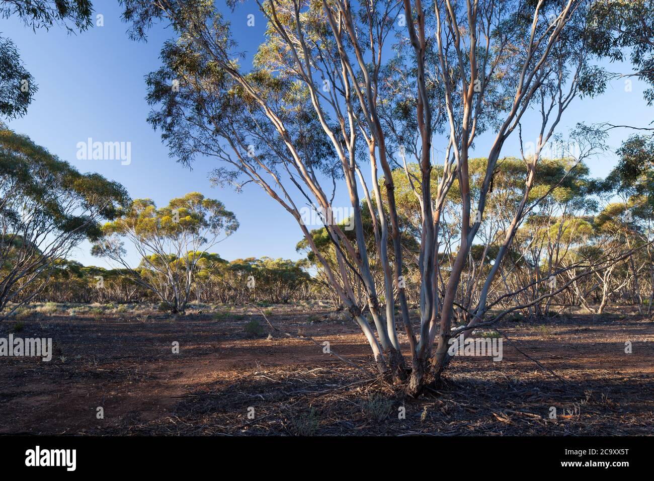 Mallee habitat hi-res stock photography and images - Alamy