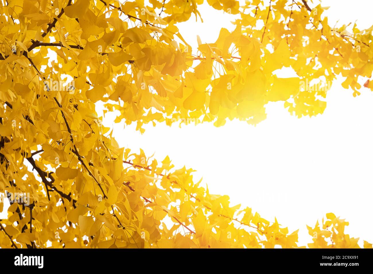Yellow leaves on nature background hi-res stock photography and images ...
