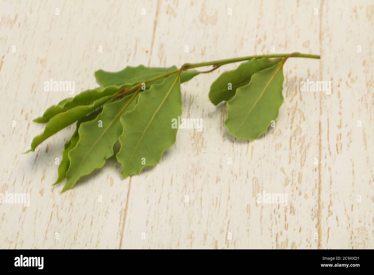 Green laurel leaves on the branch - for cooking Stock Photo - Alamy