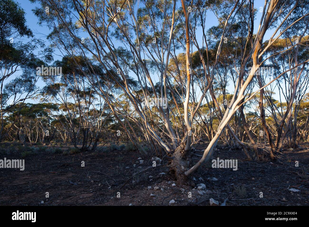 Mallee regions hi-res stock photography and images - Alamy