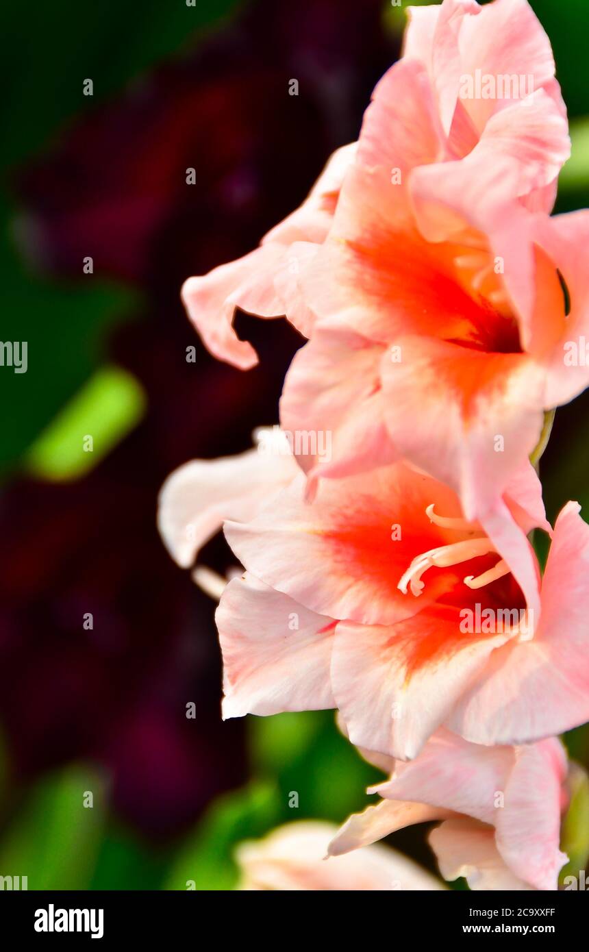 A single, vibrant pink gladiola, closeup in a field, like a garland at ...