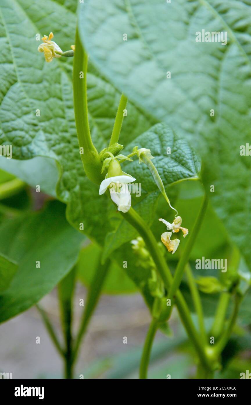 Bush bean hi-res stock photography and images - Alamy
