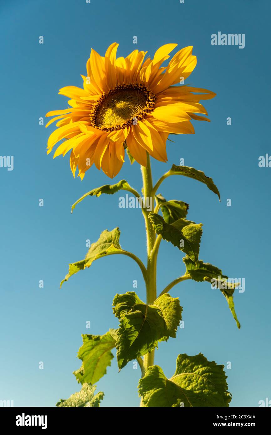 Yellow sun sunlight hi-res stock photography and images - Alamy