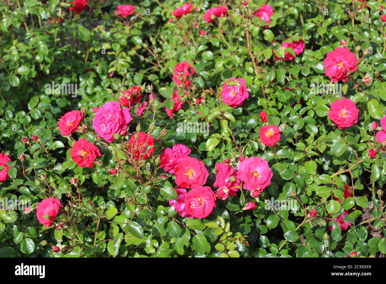 The picture shows a red rose in the garden Stock Photo - Alamy
