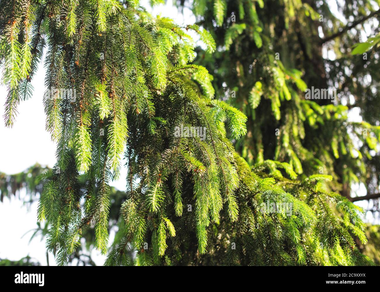 A dense branch of a taiga spruce in the sunlight, wildlife. Conifer ...