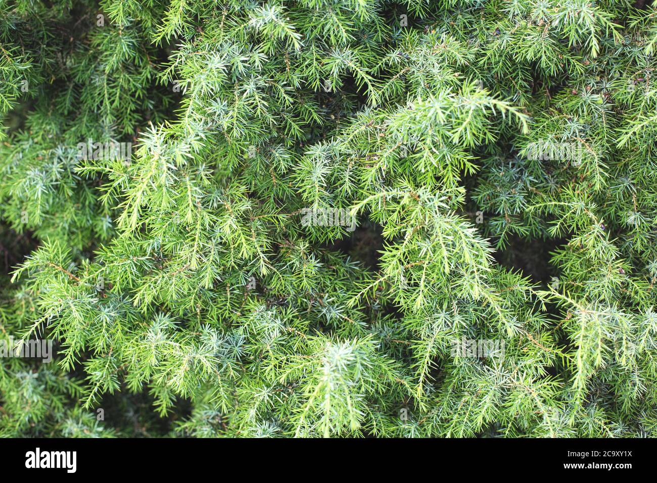 Background from beautiful thick green juniper branches. Conifers in ...