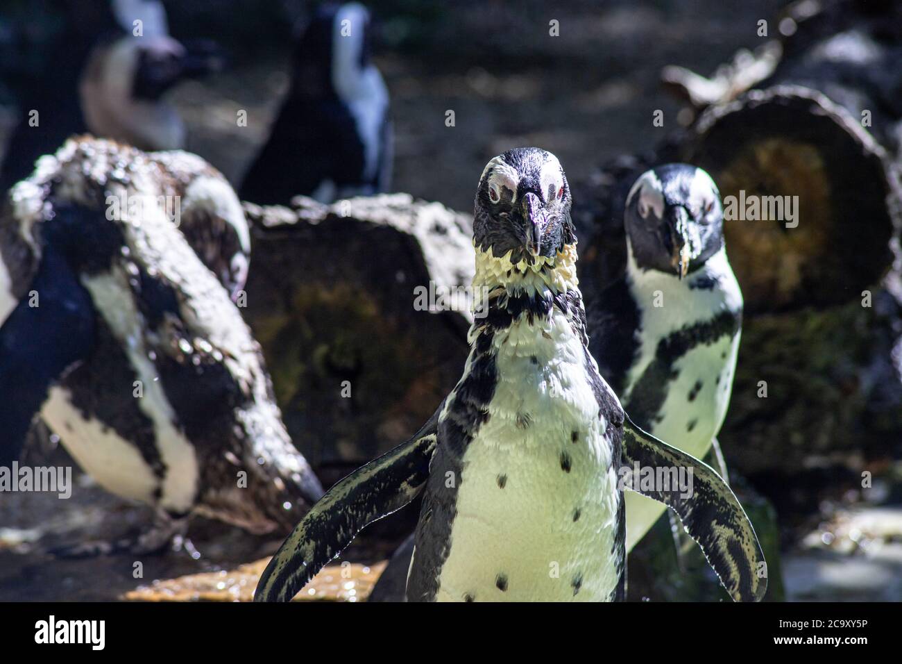 group of African penguins in wildlife park Stock Photo - Alamy