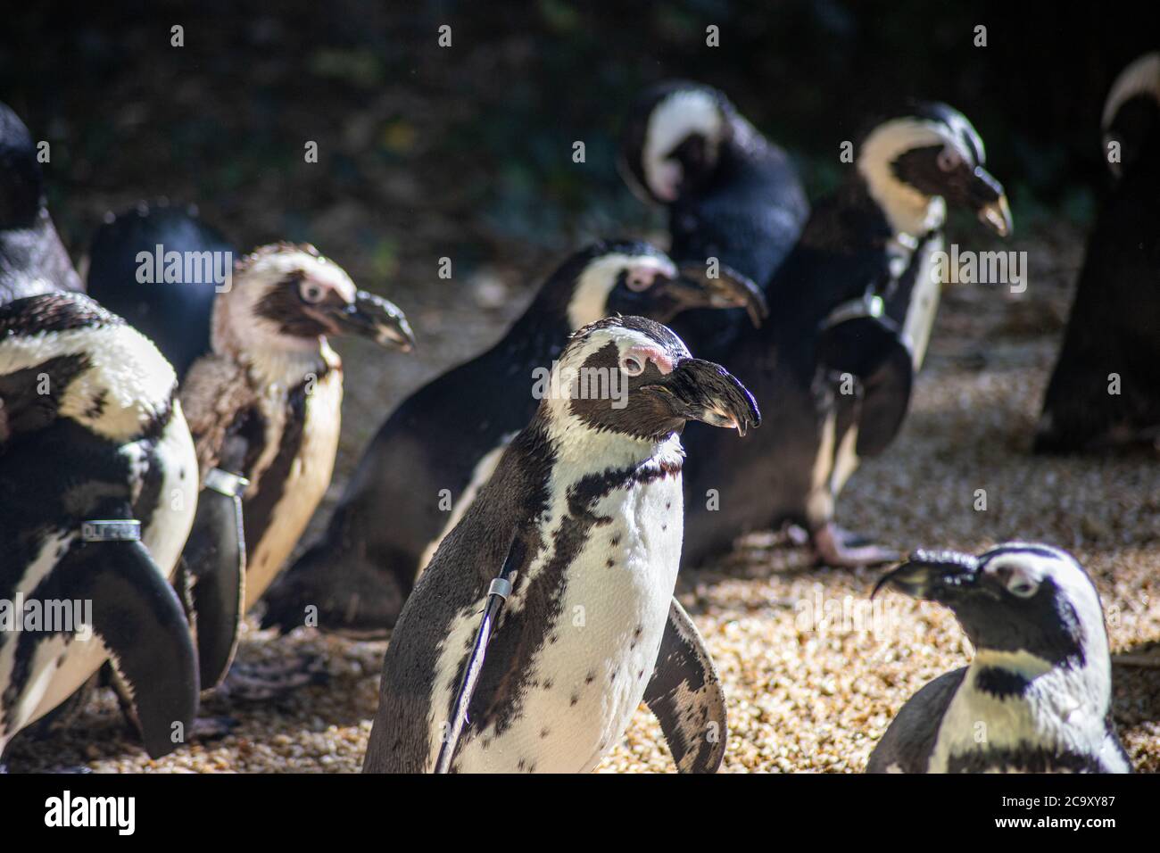group of African penguins in wildlife park Stock Photo - Alamy