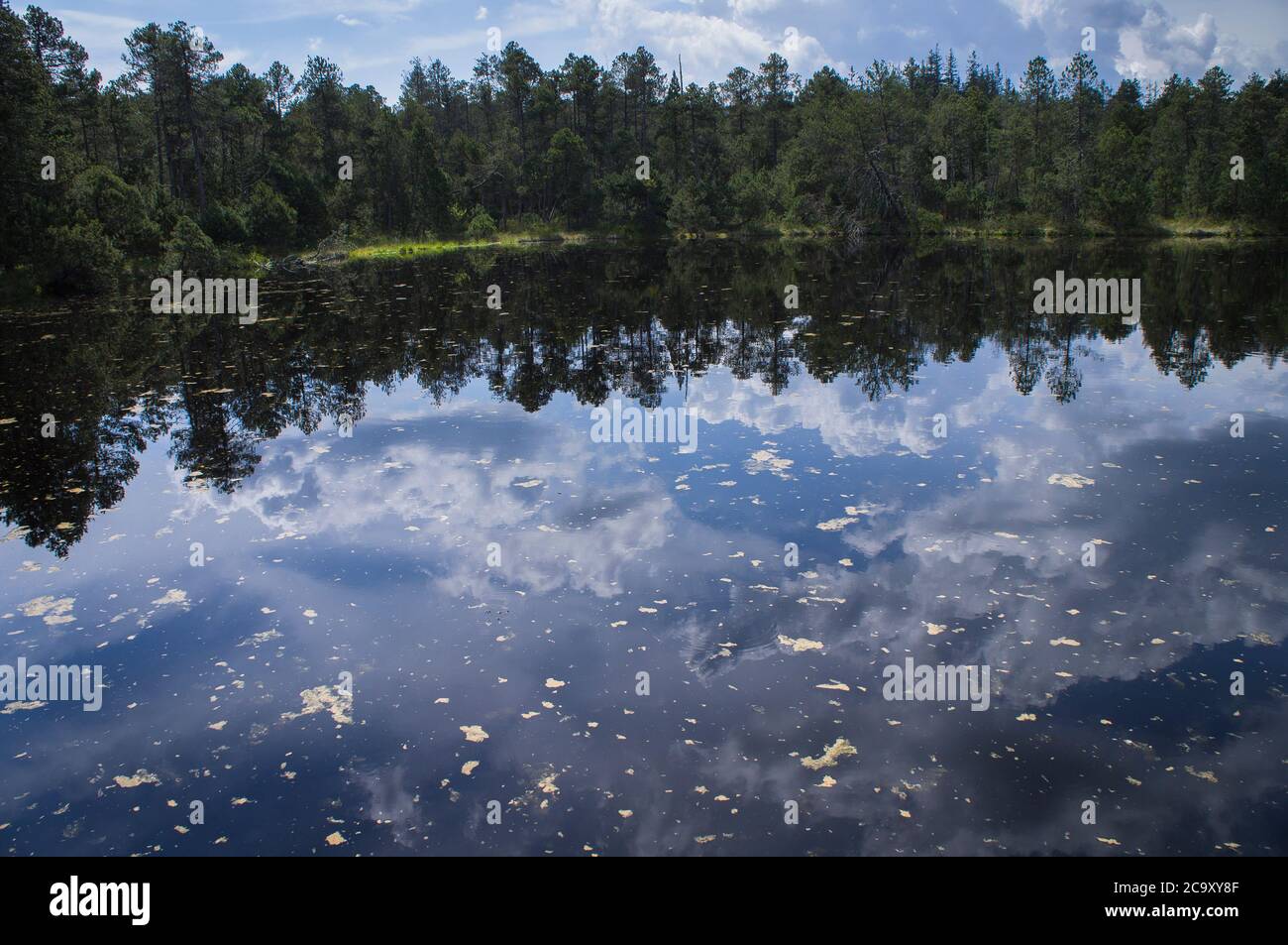 The Great Moss Pool in bog in Rejviz National Nature Reserve, Olomouc ...