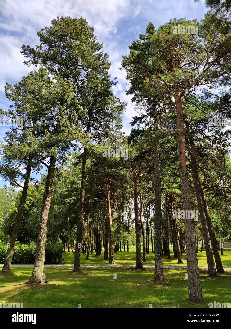Pine forest in a protected Park area in the Riga district of Bolderaya ...