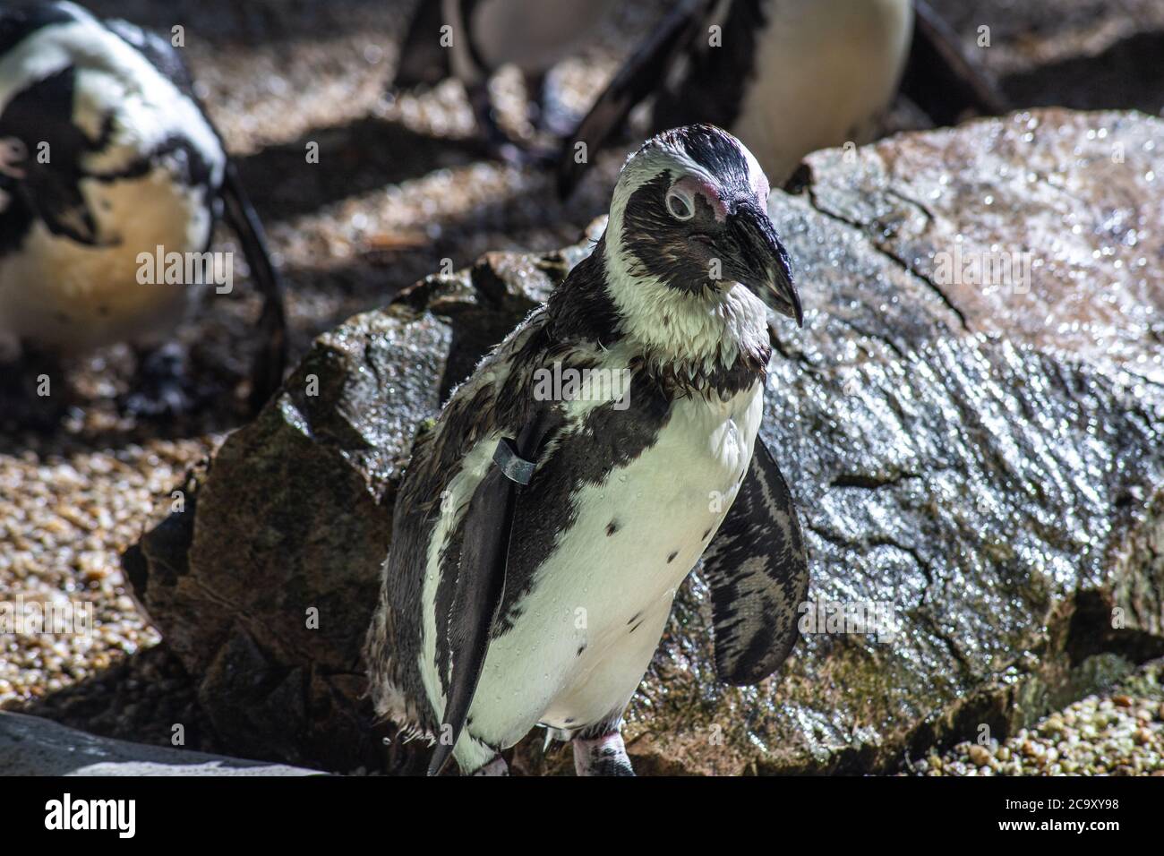group of African penguins in wildlife park Stock Photo - Alamy