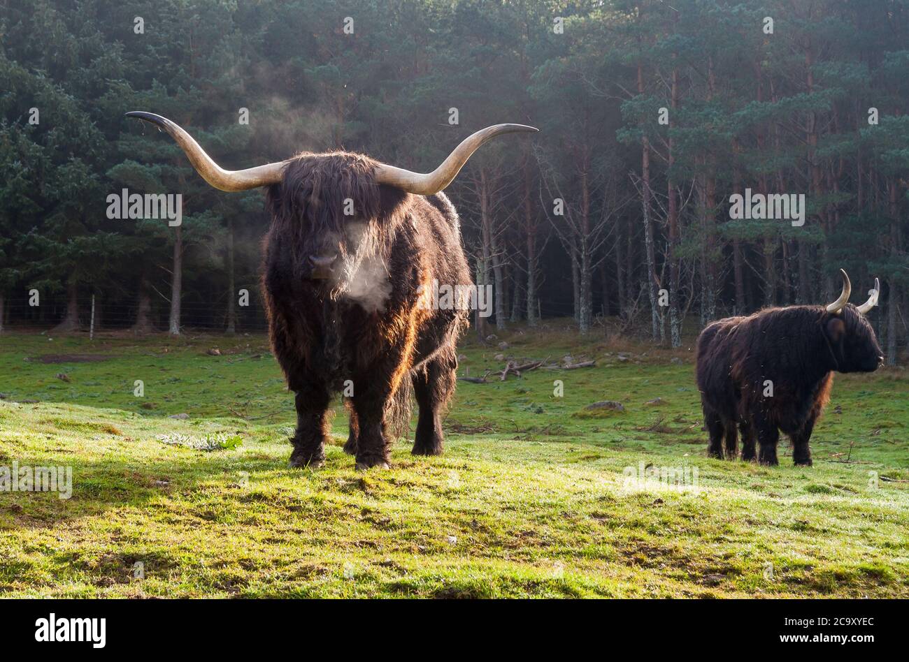 Steam from the nostrils hi-res stock photography and images - Alamy