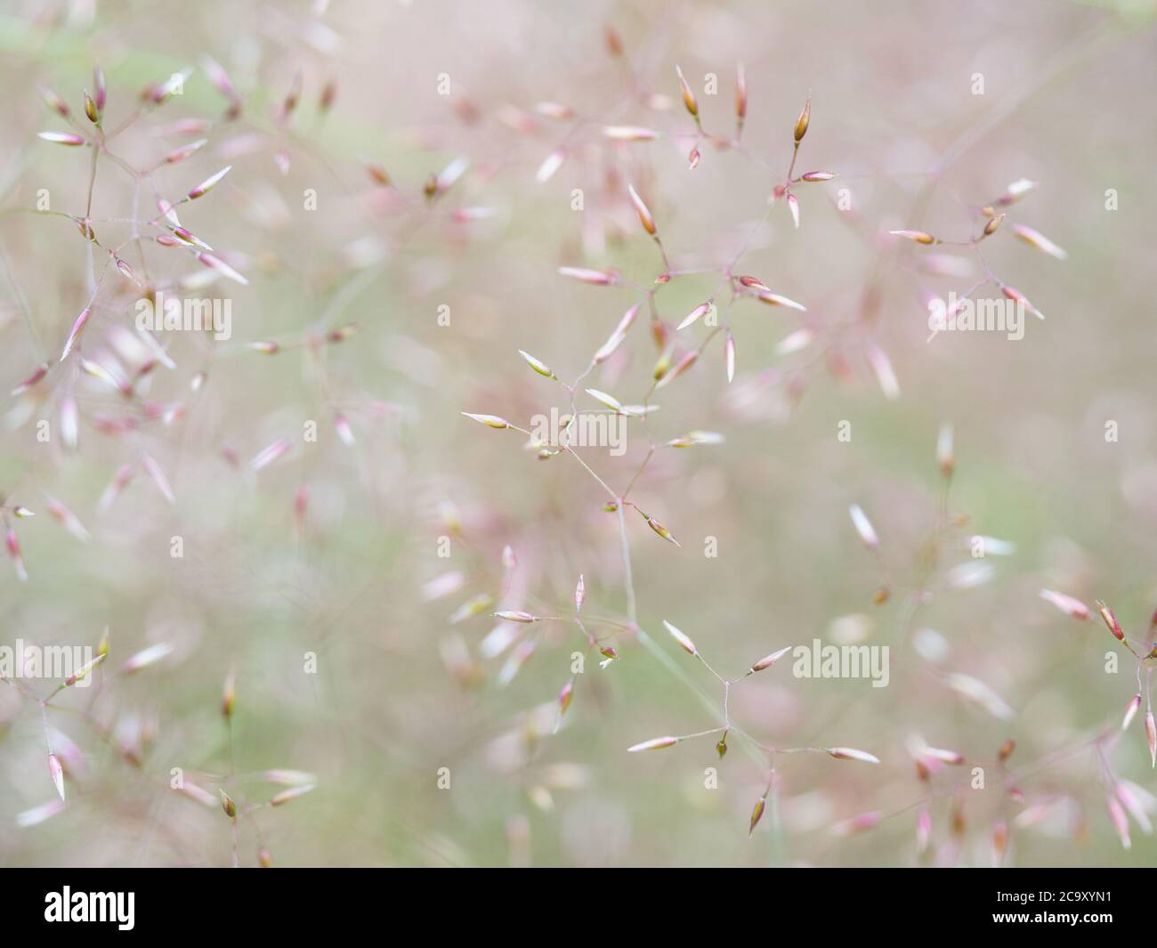 Oso halls panicum hi-res stock photography and images - Alamy
