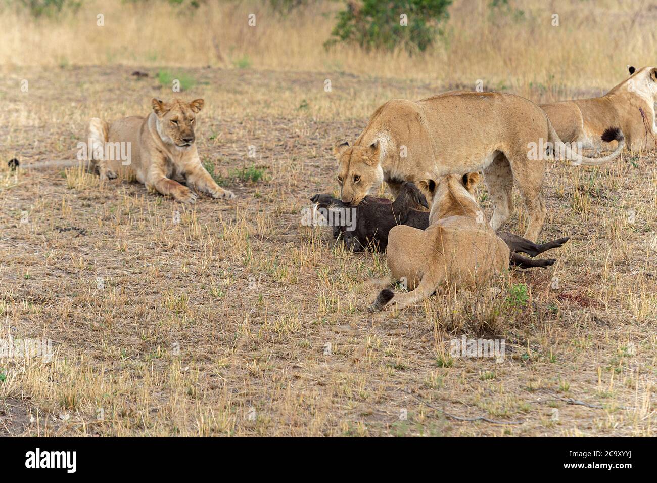 Lionesses with warthog Kill, Maasai Mara National Reserve, Kenya ...