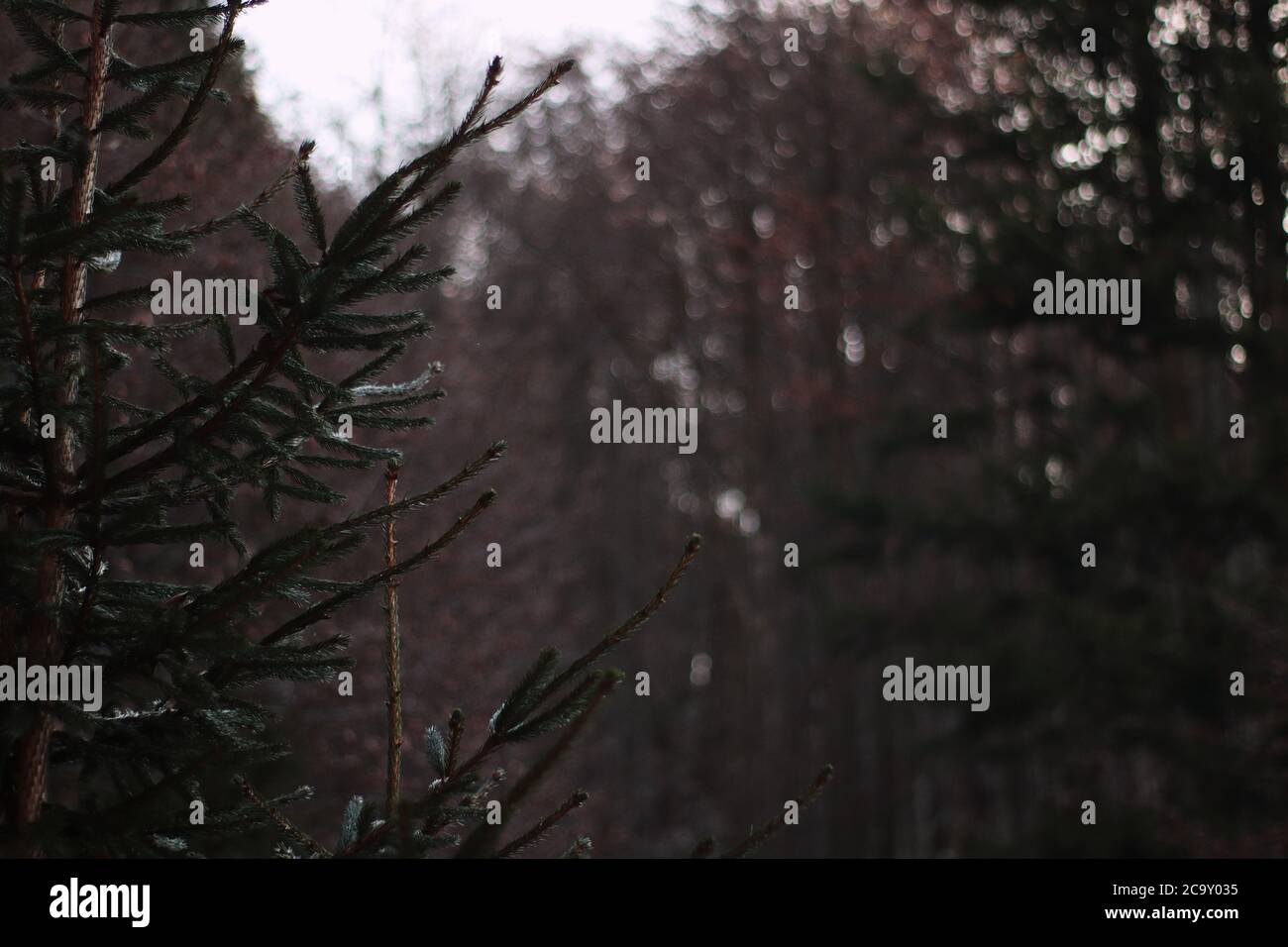 Leaves and branches of a tree in a forest Stock Photo - Alamy