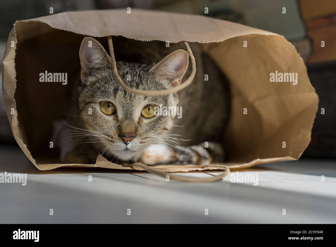 Cat in a package hi-res stock photography and images - Alamy