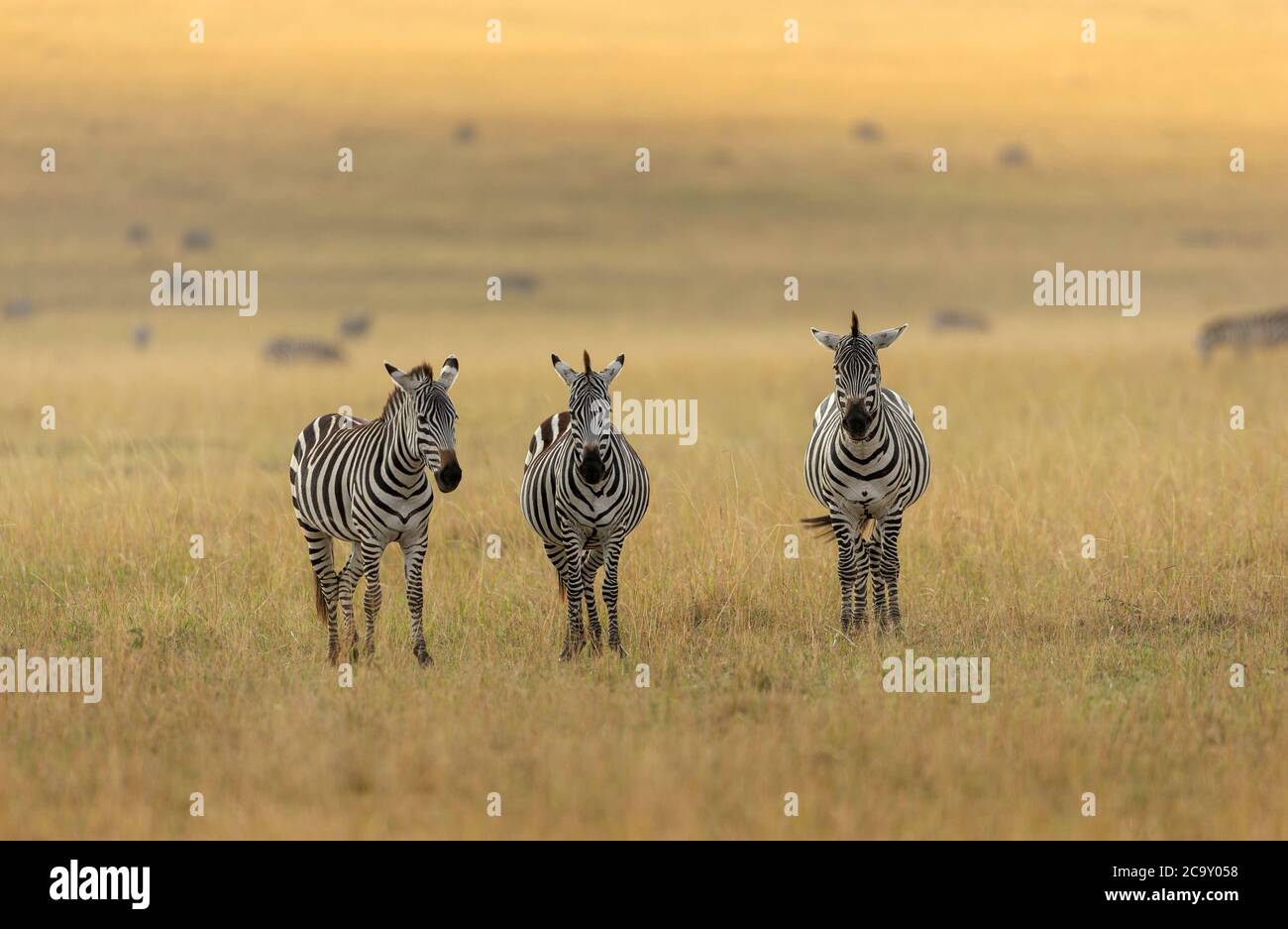 Three plains zebra, E. quagga, Maasai Mara National Reserve, Kenya ...